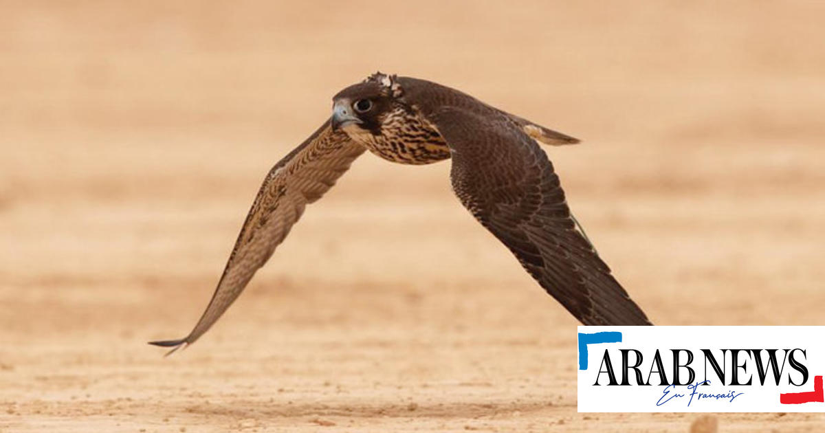 Le festival saoudien de la fauconnerie débute à Riyad | Arab News FR