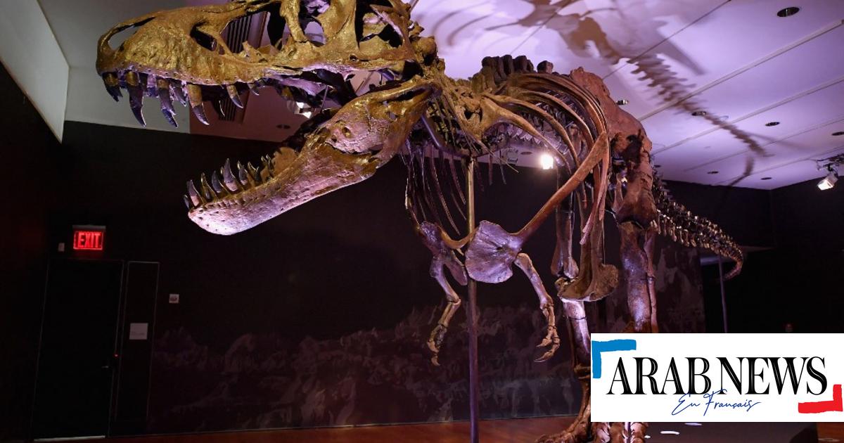 Les T-Rex adolescents auraient évincé les espèces de dinosaures plus ...