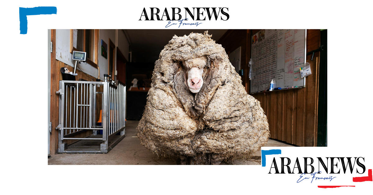 Australie: un mouton délesté de sa toison de 35 kg | Arab News FR