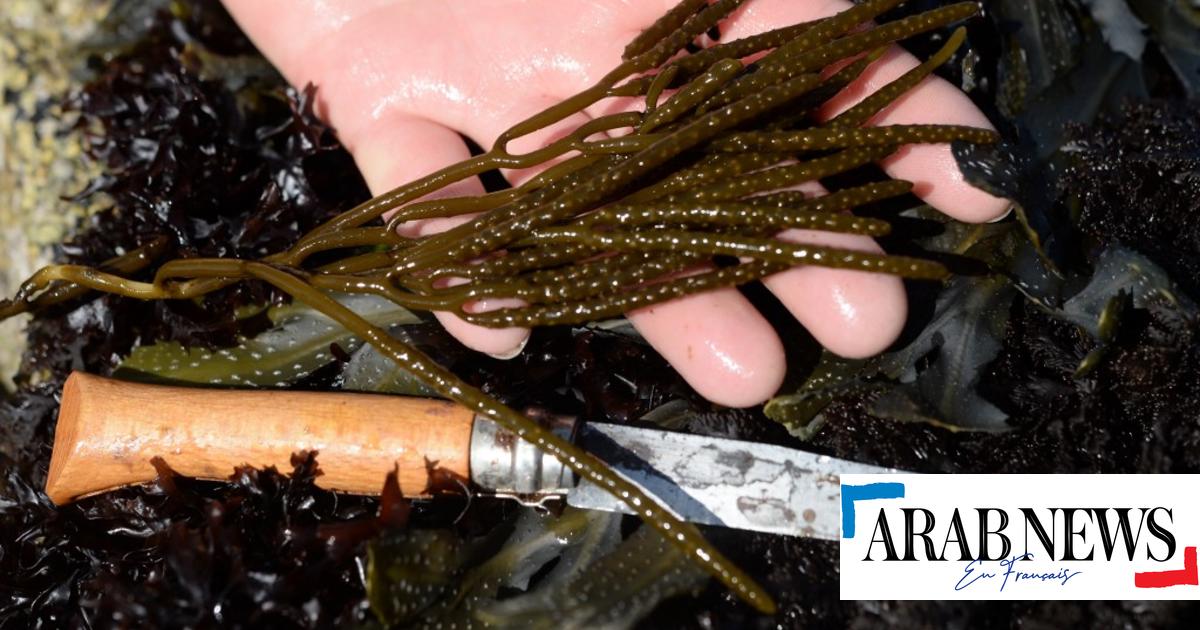 La Tunisie, «pionnière» de la culture des algues rouges en Méditerranée ...