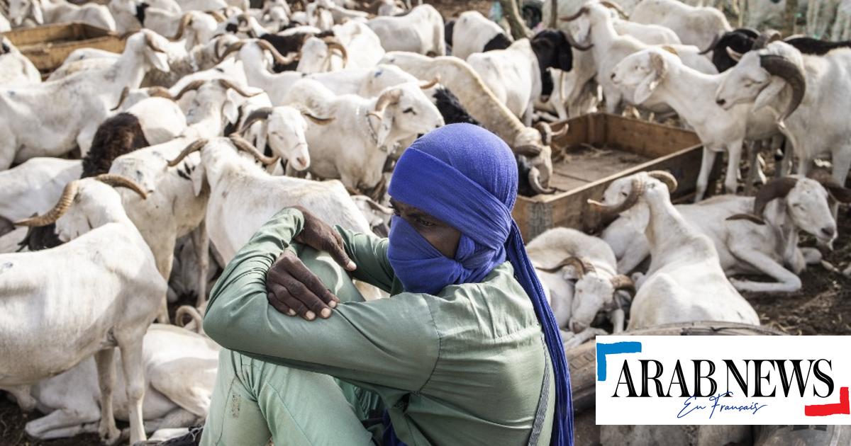 Au Sénégal, les béliers géants, stars de la Tabaski | Arab News FR