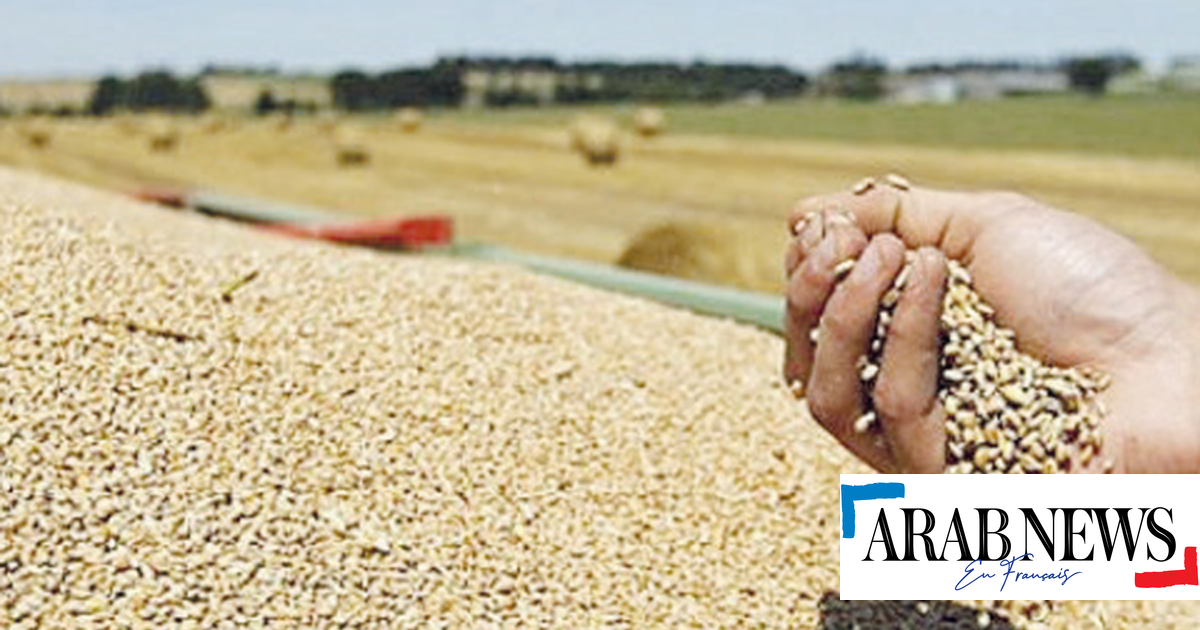 Le Maroc importera du blé tendre des États-Unis et du blé dur du ...