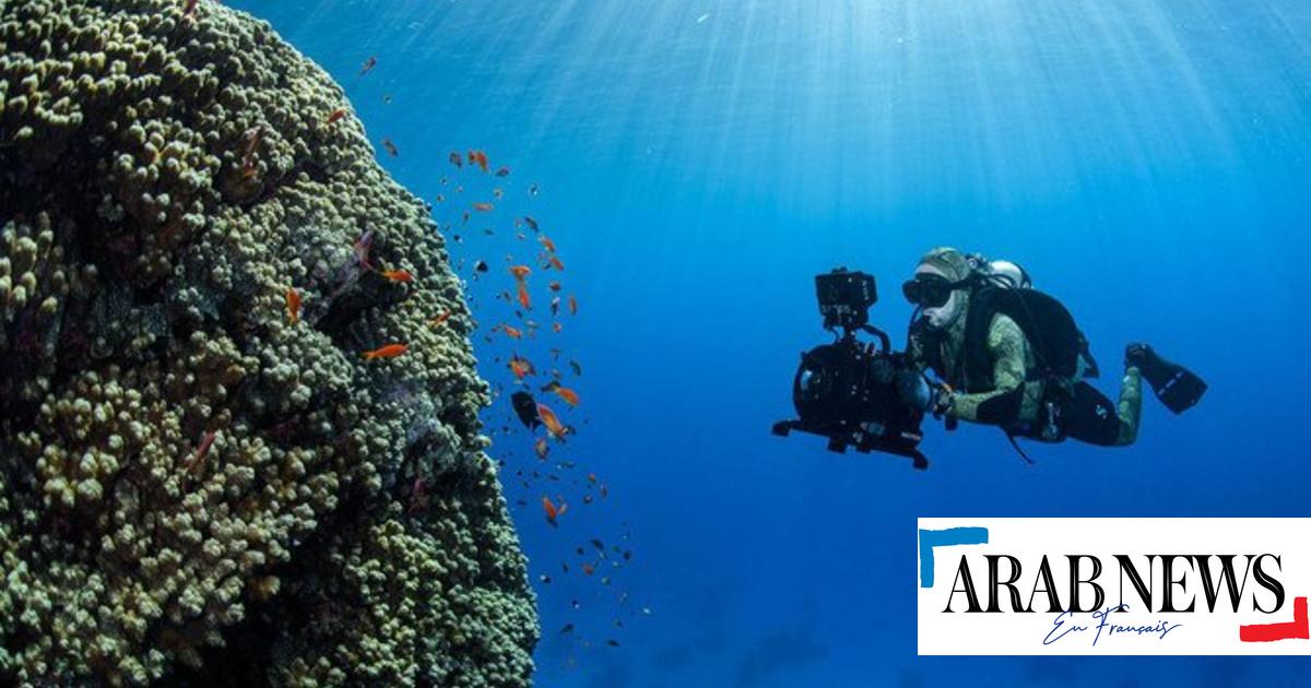 Arabie saoudite: De nouveaux secrets dans les profondeurs de la mer ...