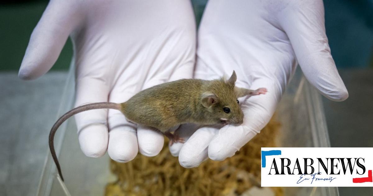 Vote en Suisse sur la publicité contre le tabac et les tests sur les ...