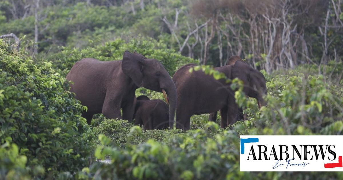 Le combat du Gabon pour préserver sa faune | Arab News FR