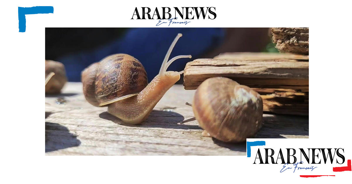 L'élevage d'escargots remis au goût du jour en Autriche | Arab News FR