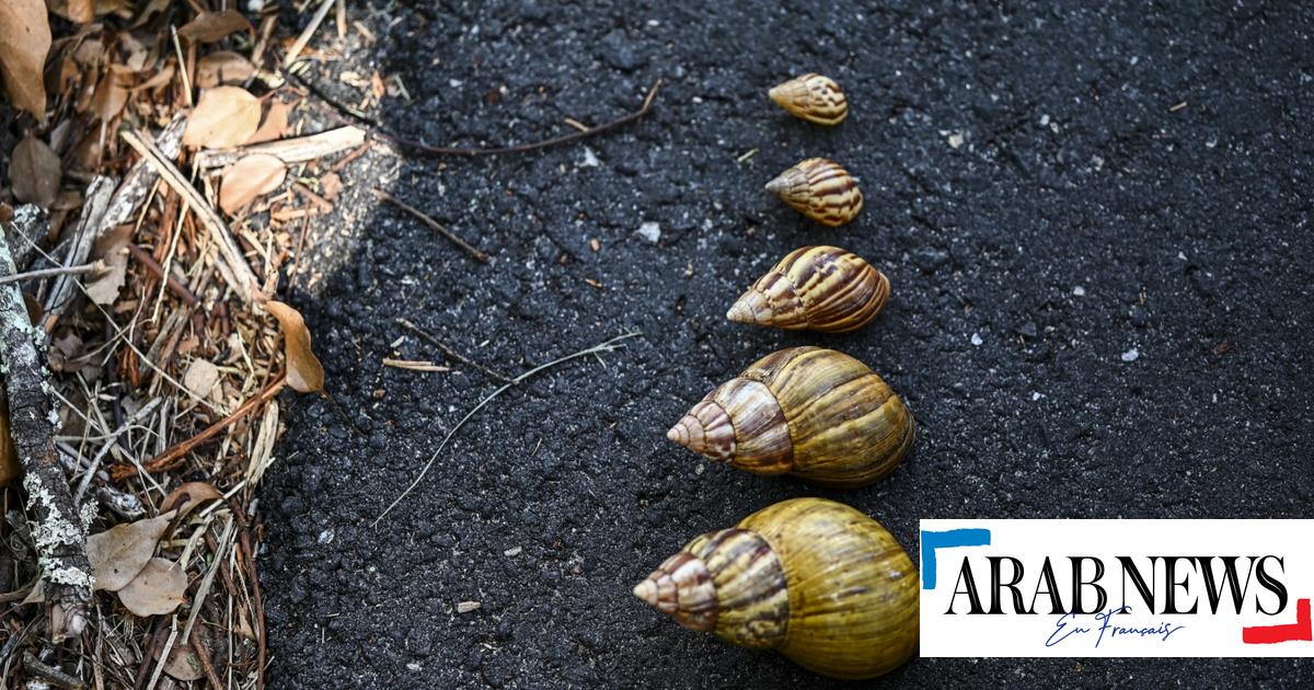 La Floride face à un péril rampant: les escargots géants | Arab News FR