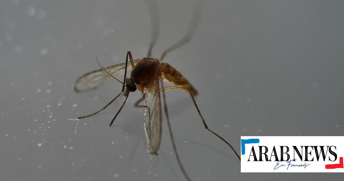 L’insecte le plus meurtrier du monde peut-il nous rendre service ...