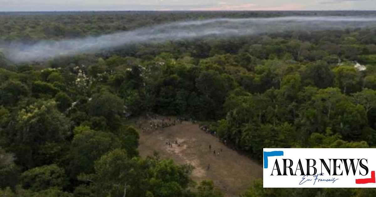 Des scientifiques atteignent le plus grand arbre de l'Amazonie | Arab ...