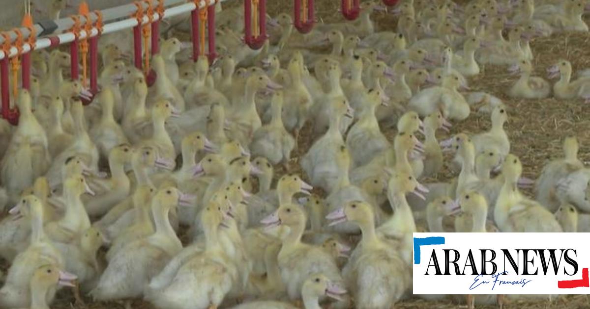Grippe aviaire: l'État fait le vide dans les élevages d'une partie de la France | Arab News FR