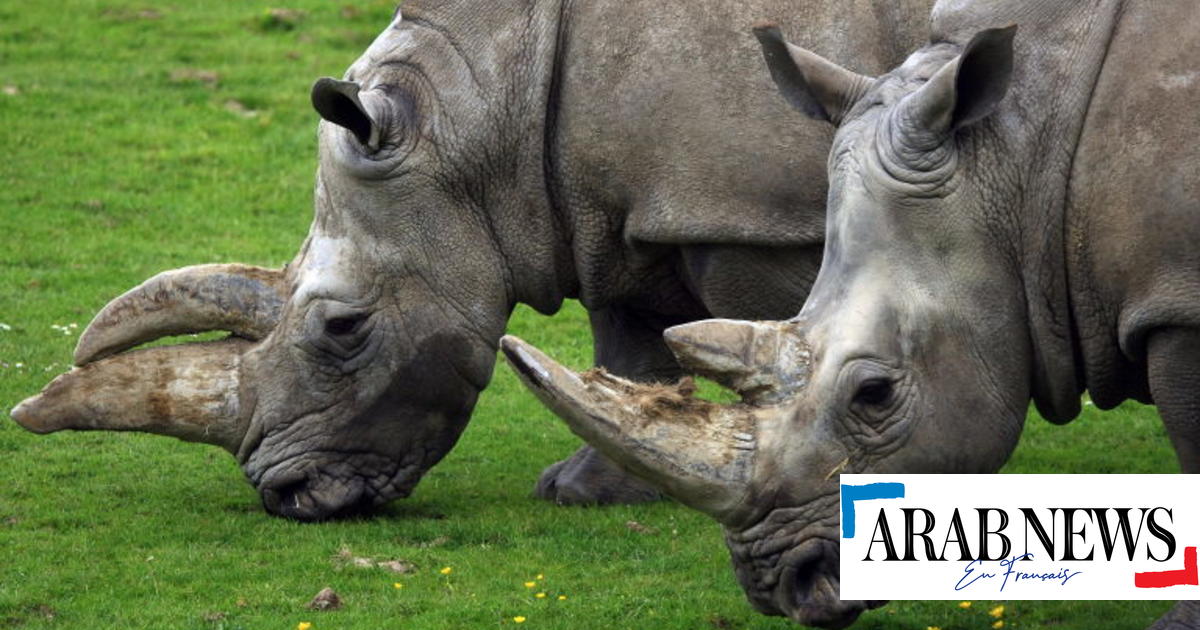 Dans un parc de RDC, réintroduction de rhinocéros blancs d'Afrique du ...