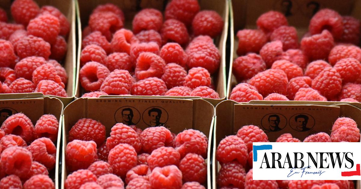 Le Maroc devient le leader des exportations de framboises au Royaume ...