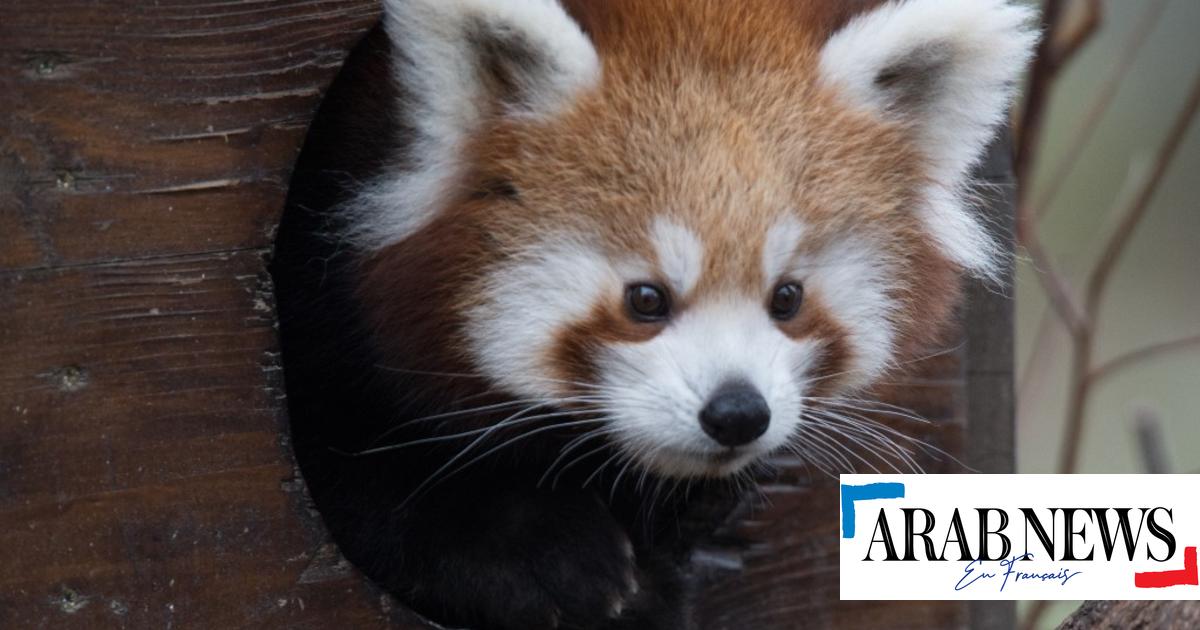 Naissance de deux pandas roux mâles au parc animalier de Dunkerque ...