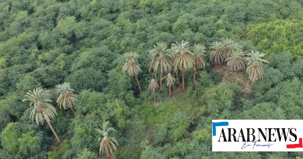 8 ONG rejoignent la campagne nationale saoudienne pour la végétation ...