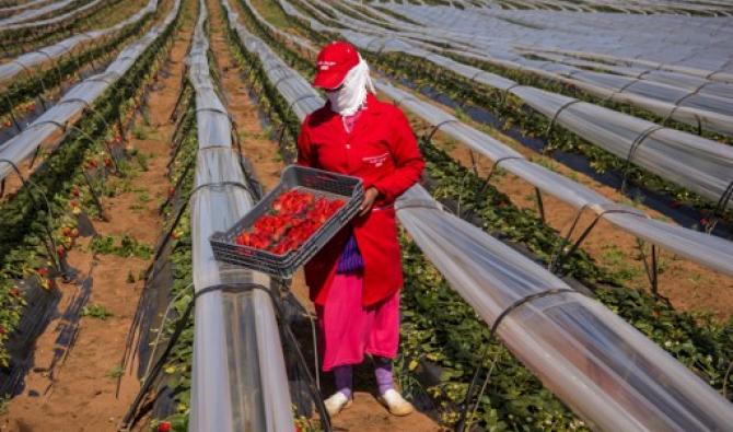 Maroc: campagne agricole 2020-2021 | Arab News FR