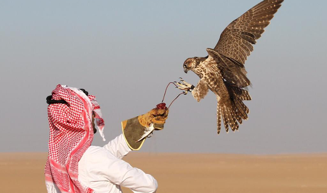 Quand l’élevage des faucons permet à un ancien passe-temps de retrouver ...