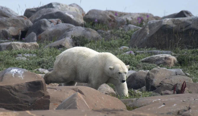 Quand l'ours blanc se retrouve loin de sa banquise | Arab News FR