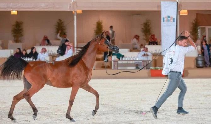 Le Festival du cheval arabe de Riyad démarre avec des éleveurs de ...