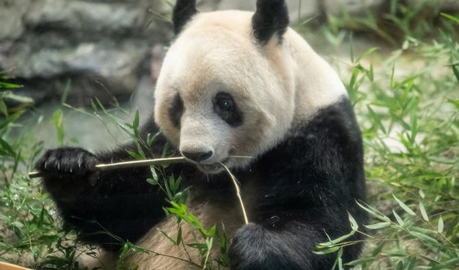 Le Japon fait ses adieux à quatre pandas rendus à la Chine | Arab News FR