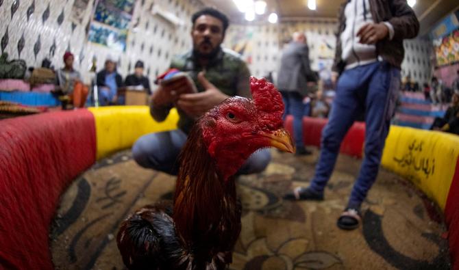 Dans le sud de l'Irak, des combats de coqs en vogue depuis des ...