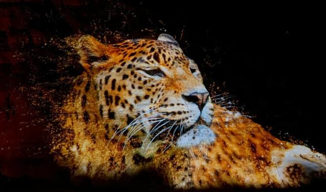 AlUla impressionne avec les célébrations inaugurales de la Semaine du léopard d’Arabie | Arab ...