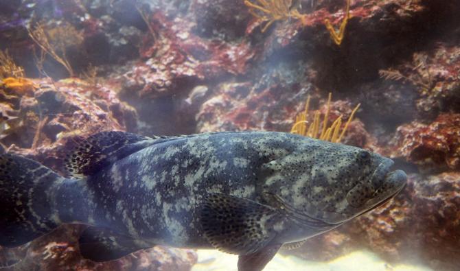 merou goliath | Actualités et dernières news internationales en ...