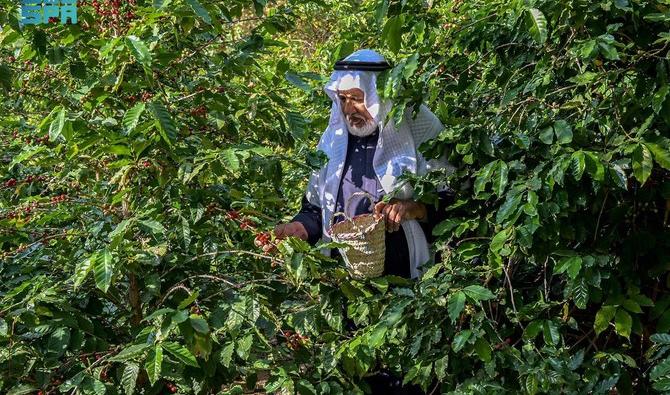 Le café aromatique des montagnes de Chada, un breuvage convoité | Arab ...